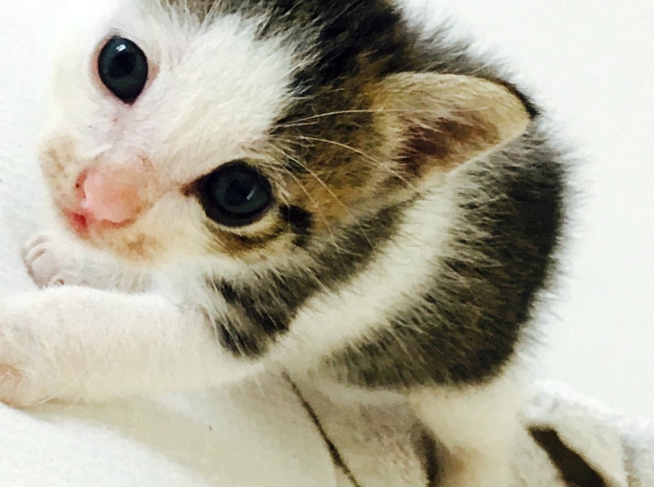 Cadells de gat adoptats! - ADANA