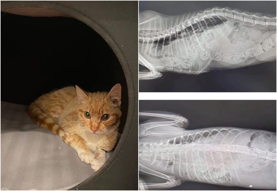 Ajuda operació urgent gatet - ADANA