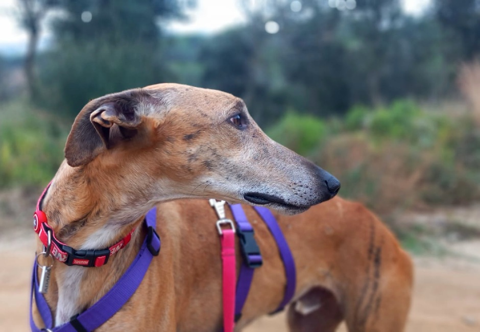 Macchiato, gos llebrer adoptat! - ADANA